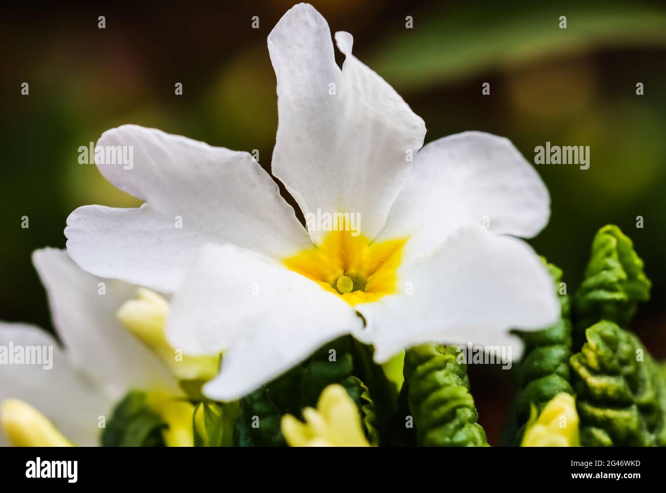 White primrose hi-res stock photography and images - Alamy