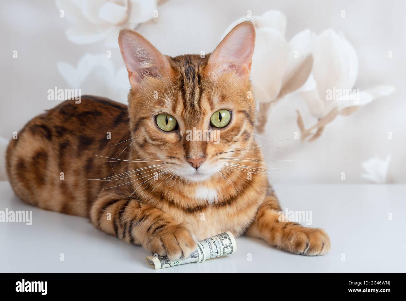 Rolled up cat hi-res stock photography and images - Alamy