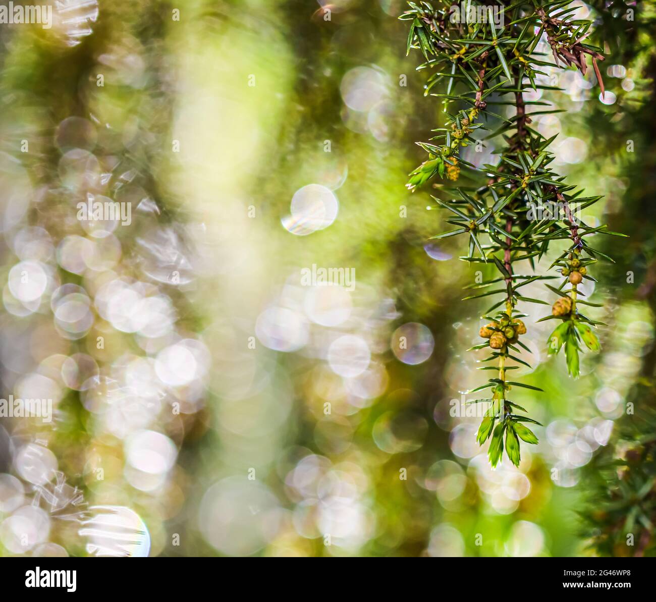 Closeup leaves of evergreen coniferous tree Juniperus communis ...