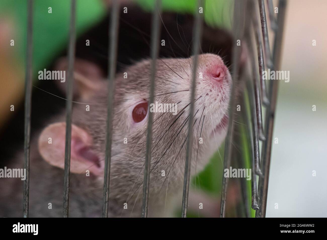 small animal rodent rat sits behind bars in a cage. Animals in ...