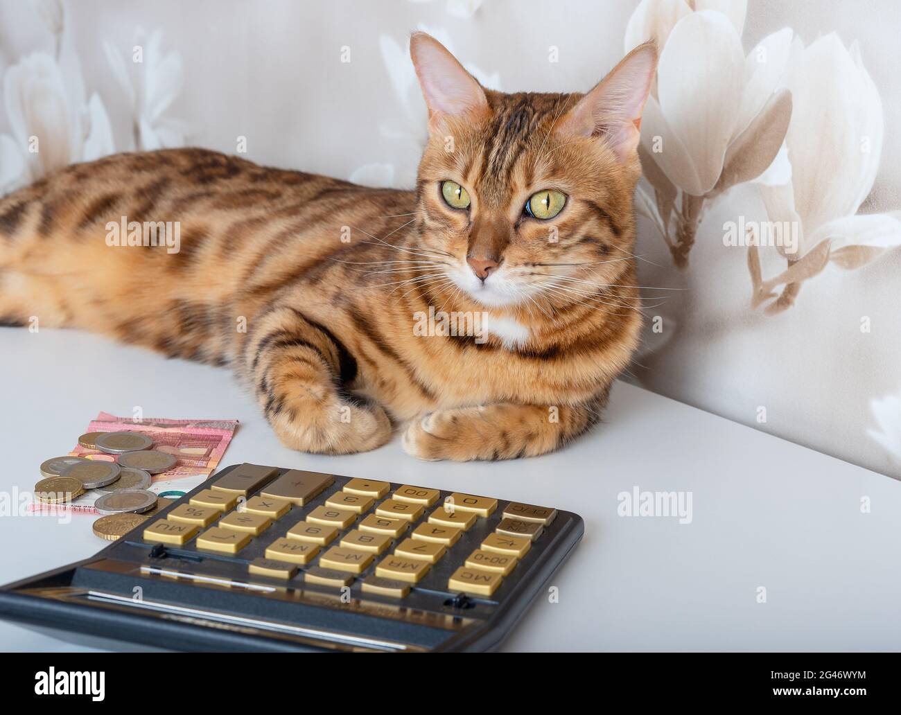 Cat on the table hi-res stock photography and images - Alamy