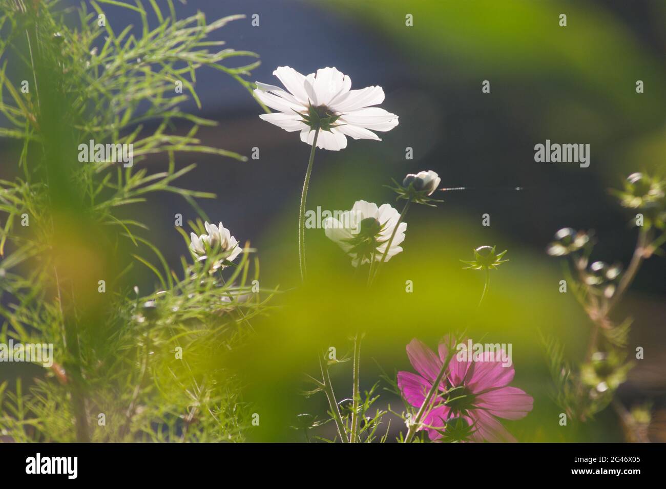Cosmos image hi-res stock photography and images - Alamy