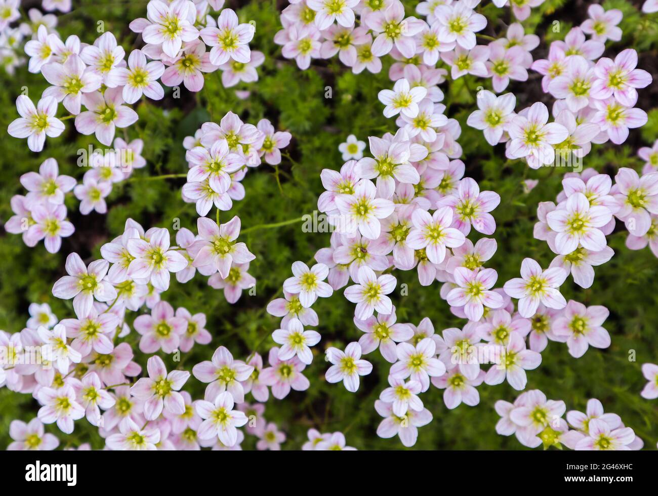 Blue saxifrage hi-res stock photography and images - Alamy