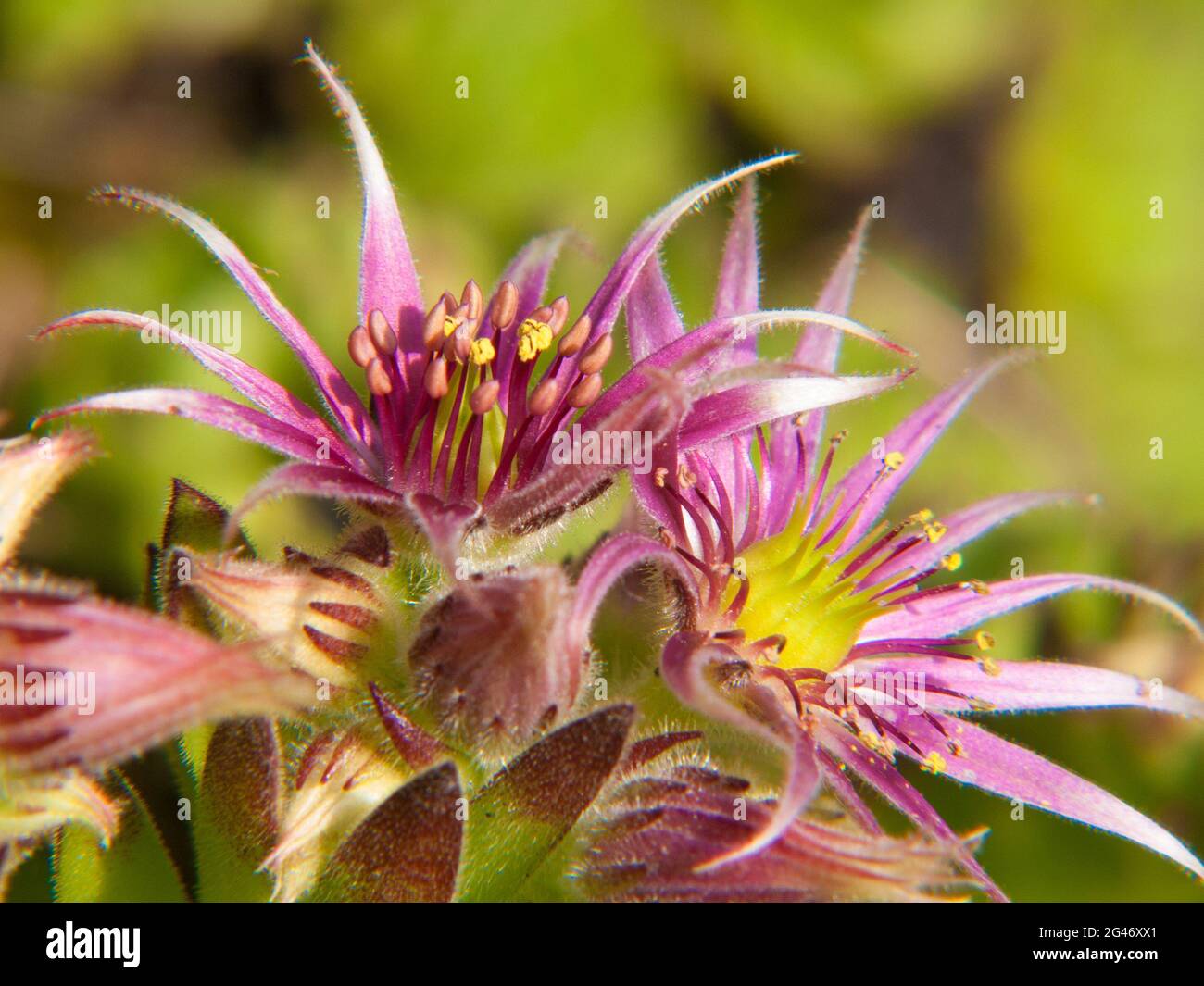 One petals hi-res stock photography and images - Alamy