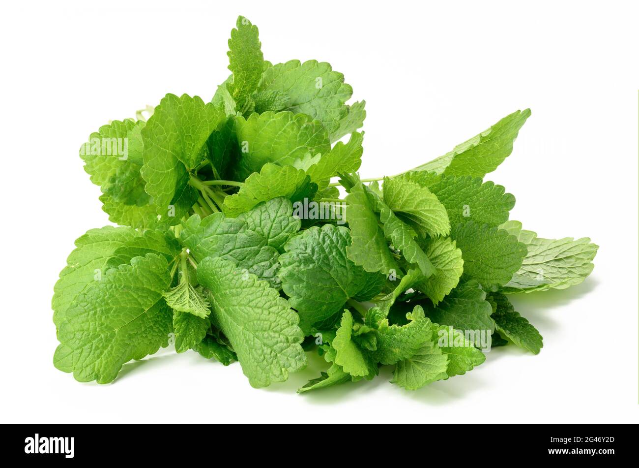 Bunch mint hi-res stock photography and images - Alamy