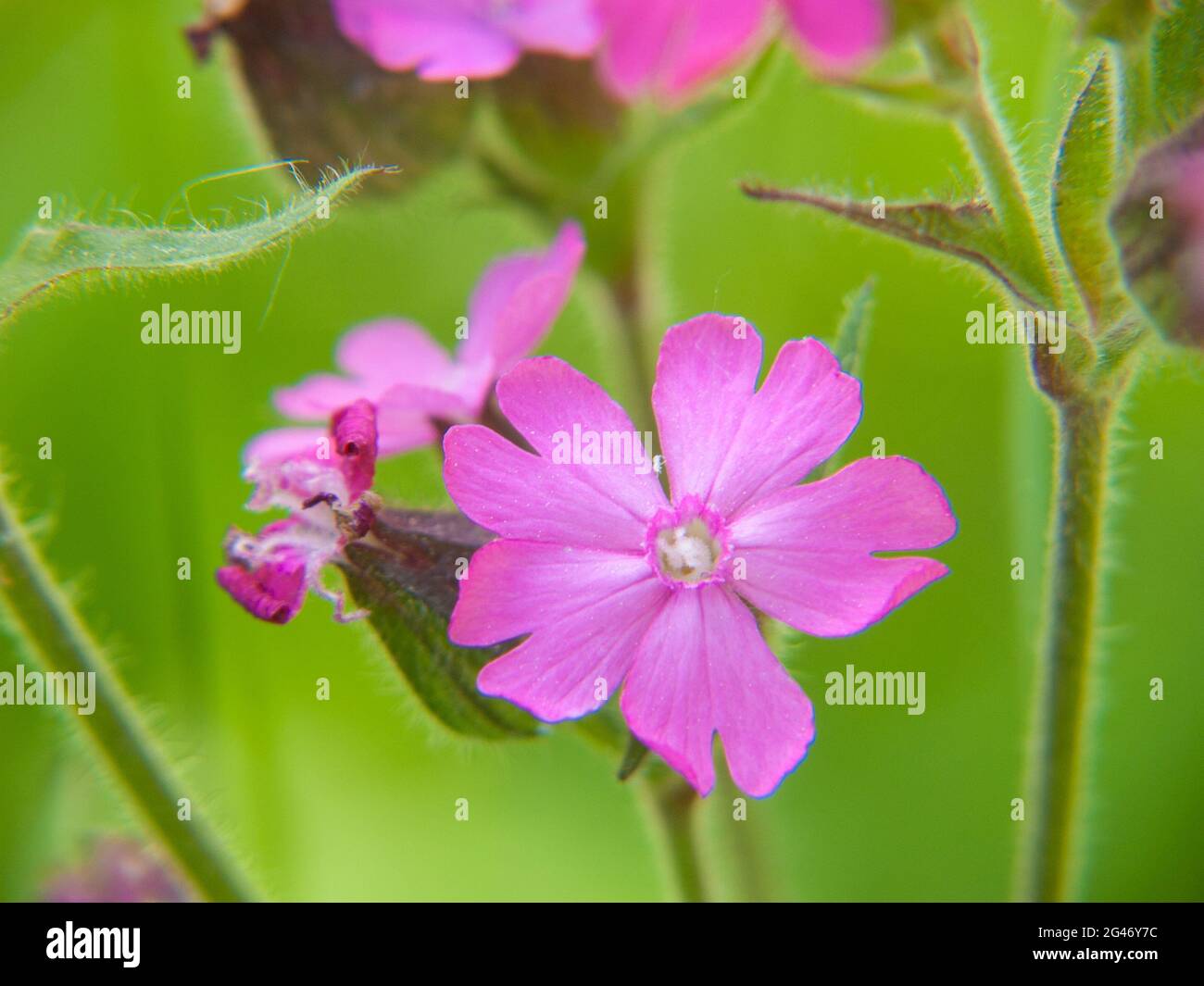 French silene hi-res stock photography and images - Alamy