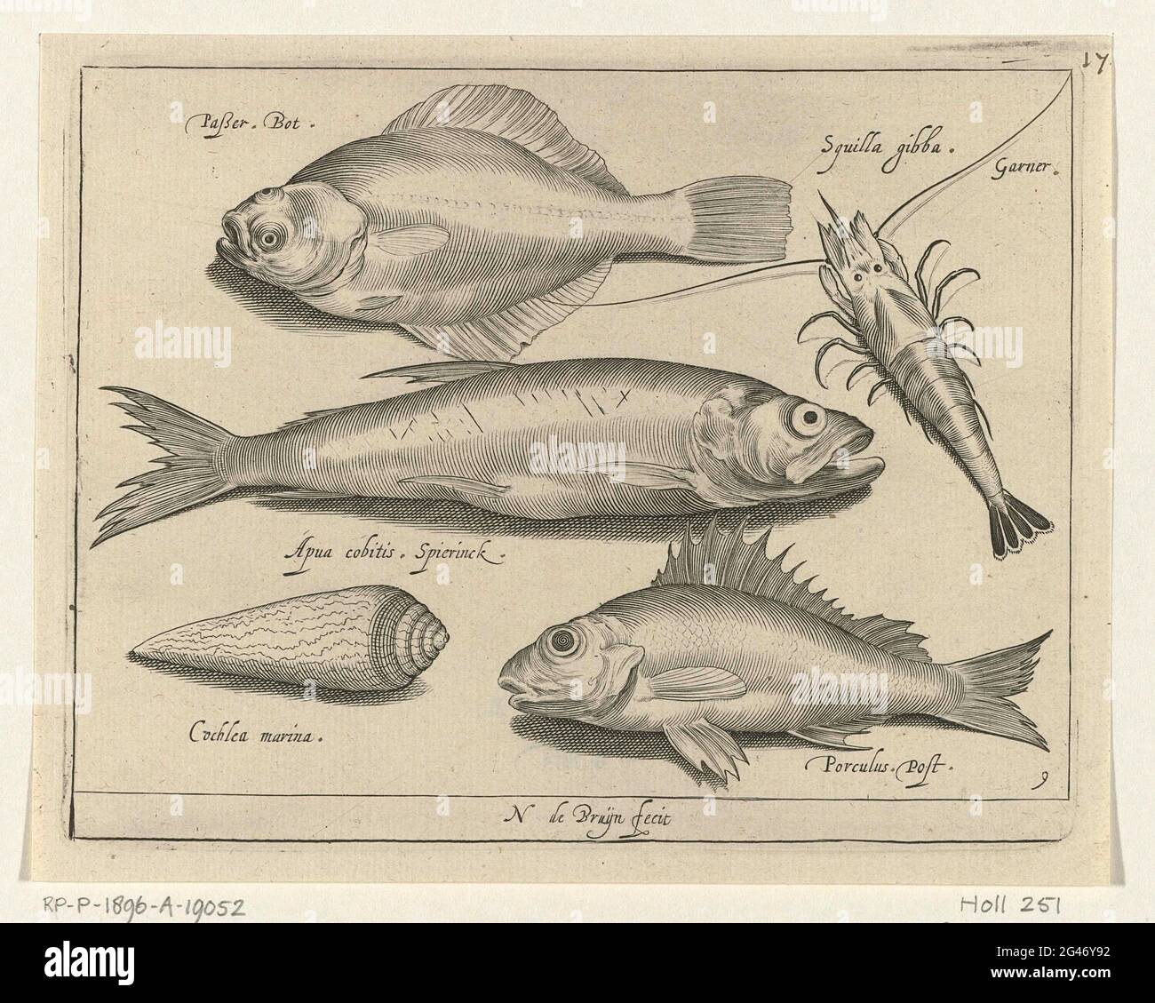 Bone, shrimp, smelt and pos; Libelivs variable genera piscium ...