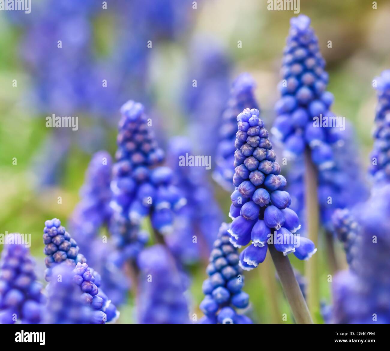 Blue buds flowers Muscari armeniacum or Grape Hyacinth Stock Photo - Alamy