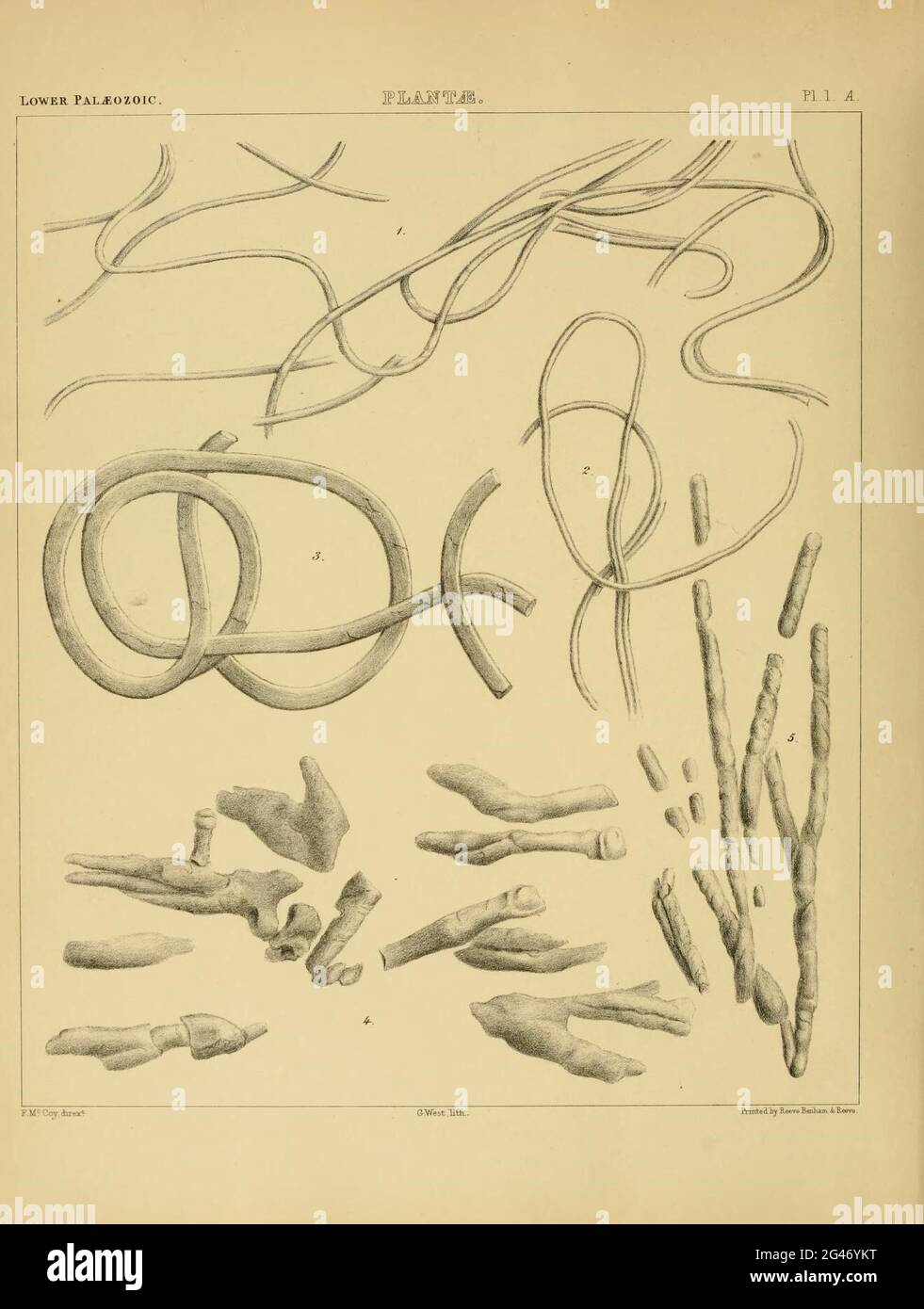 1855 Classification High Resolution Stock Photography and Images - Alamy