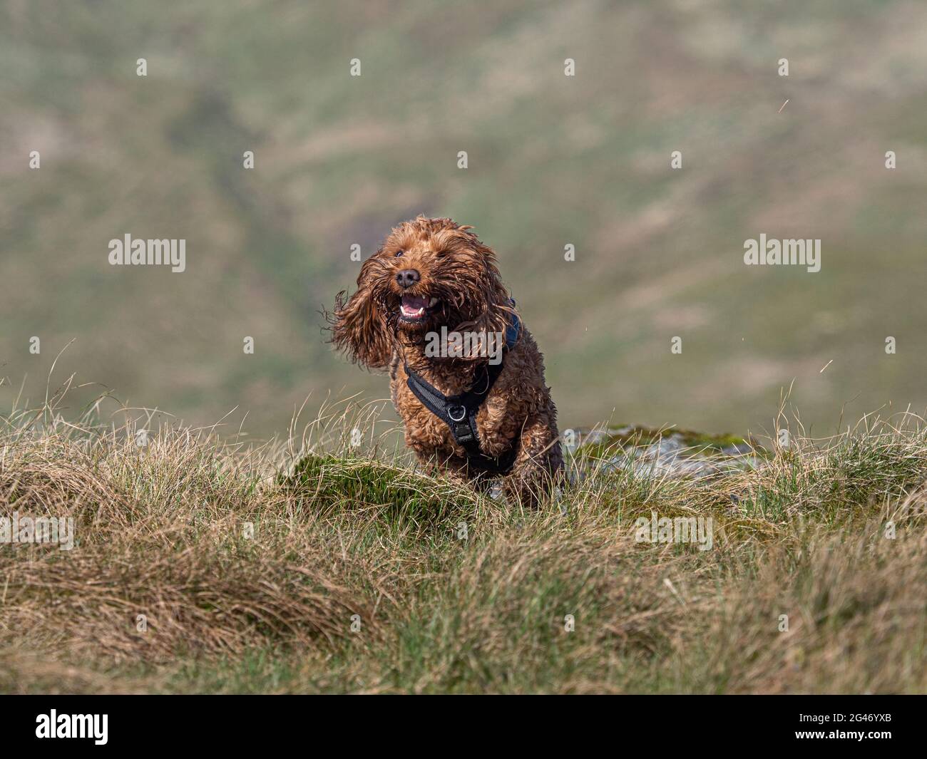 A red cockapoo dog enjoying running on the hills of Scotland during a ...
