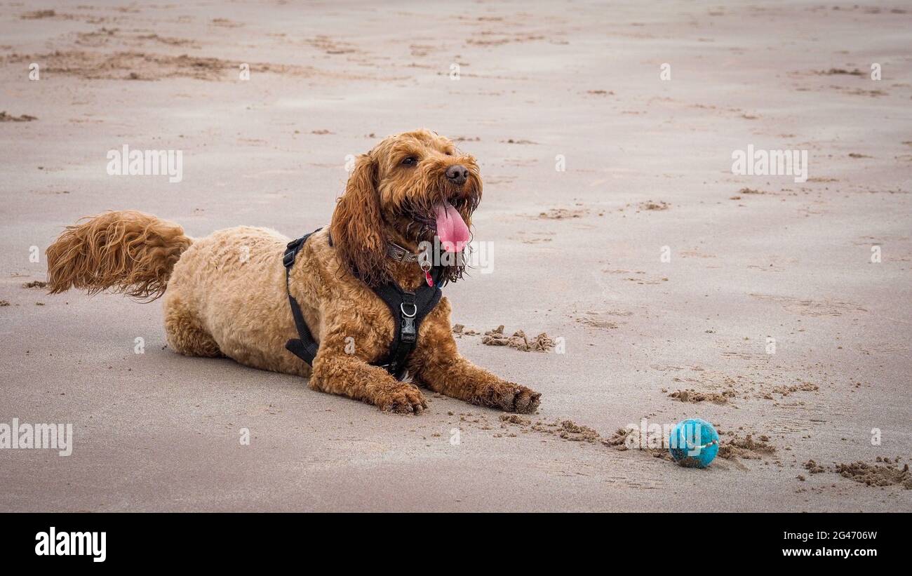A red cockapoo dog lying resting on the beach with his ball durigna ...