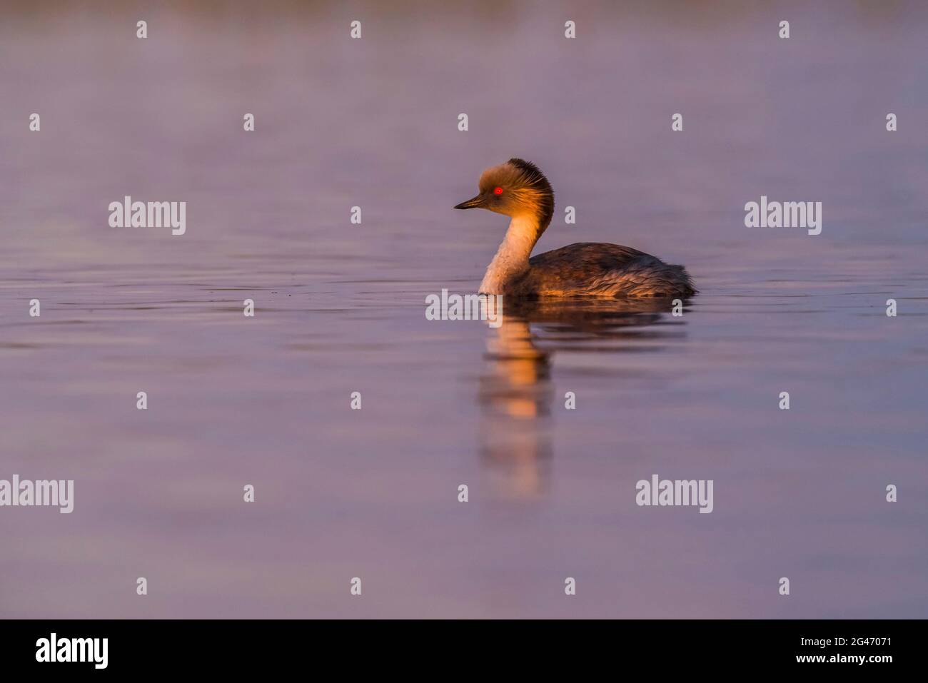 Silvery grebe, Podiceps Occipitalis, swimming in Pampas lagoon, La ...