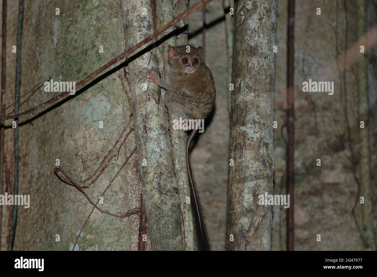 Spectral Tarsier, Tarsius spectrum, on tree, Tangkoko National Park ...