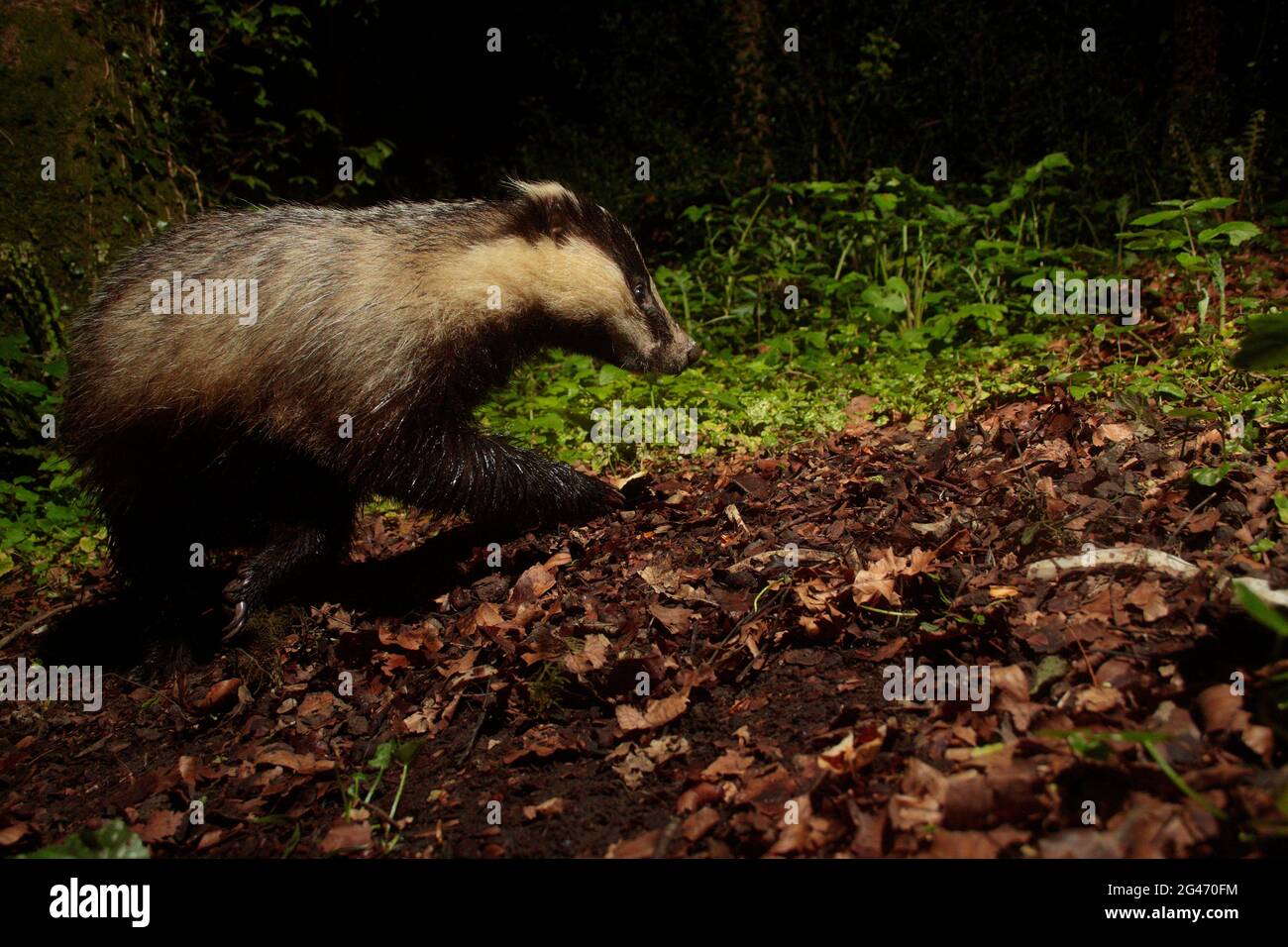 Badger in woodland Stock Photo - Alamy