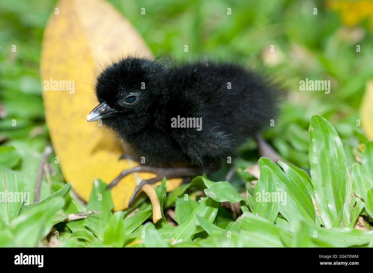 Chick of White-breasted Waterhen, Amaurornis phoenicurus, Klungkung ... Chick of White-breasted Waterhen, Amaurornis phoenicurus, Klungkung ...