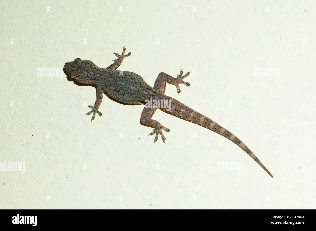Asian gecko hi-res stock photography and images - Alamy