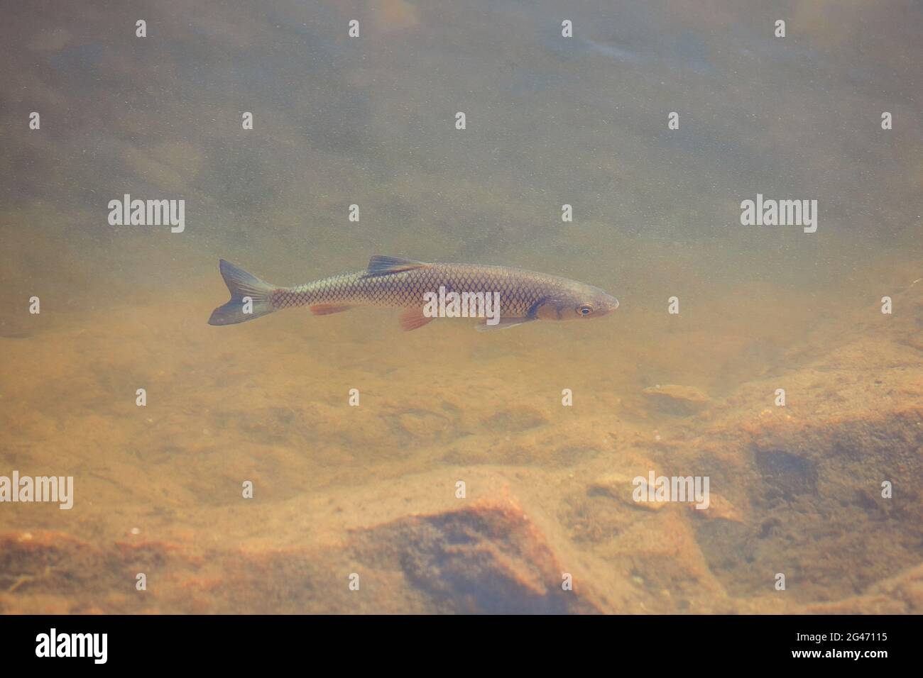 Chub fish hi-res stock photography and images - Alamy