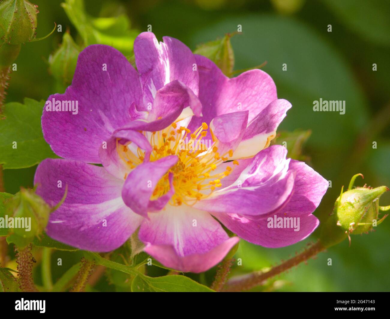 Roseraie plant hi-res stock photography and images - Alamy