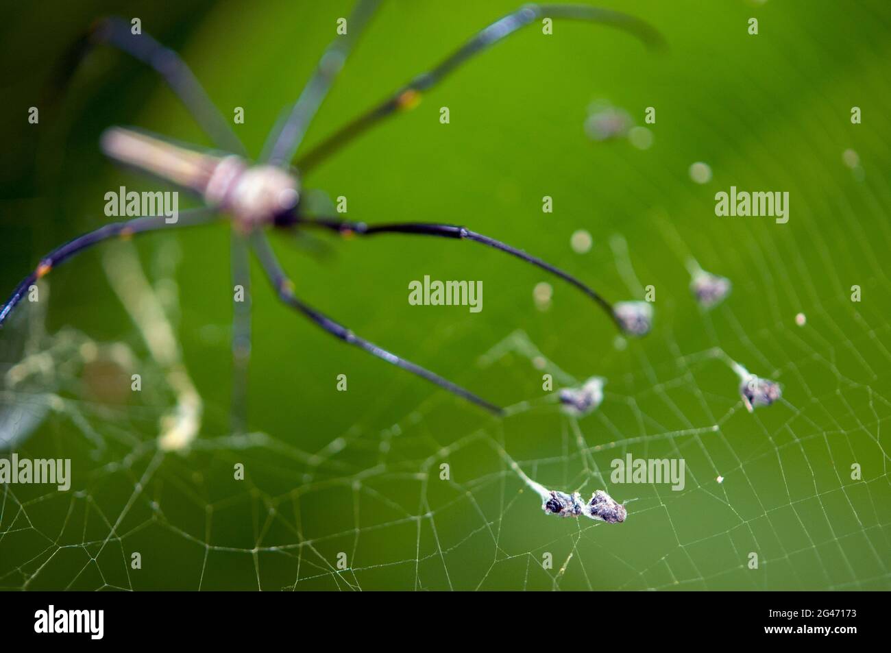 Giant golden ord weaver spider hi-res stock photography and images - Alamy