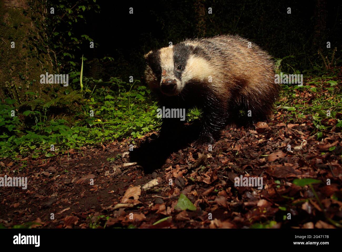 Badger in woodland Stock Photo - Alamy