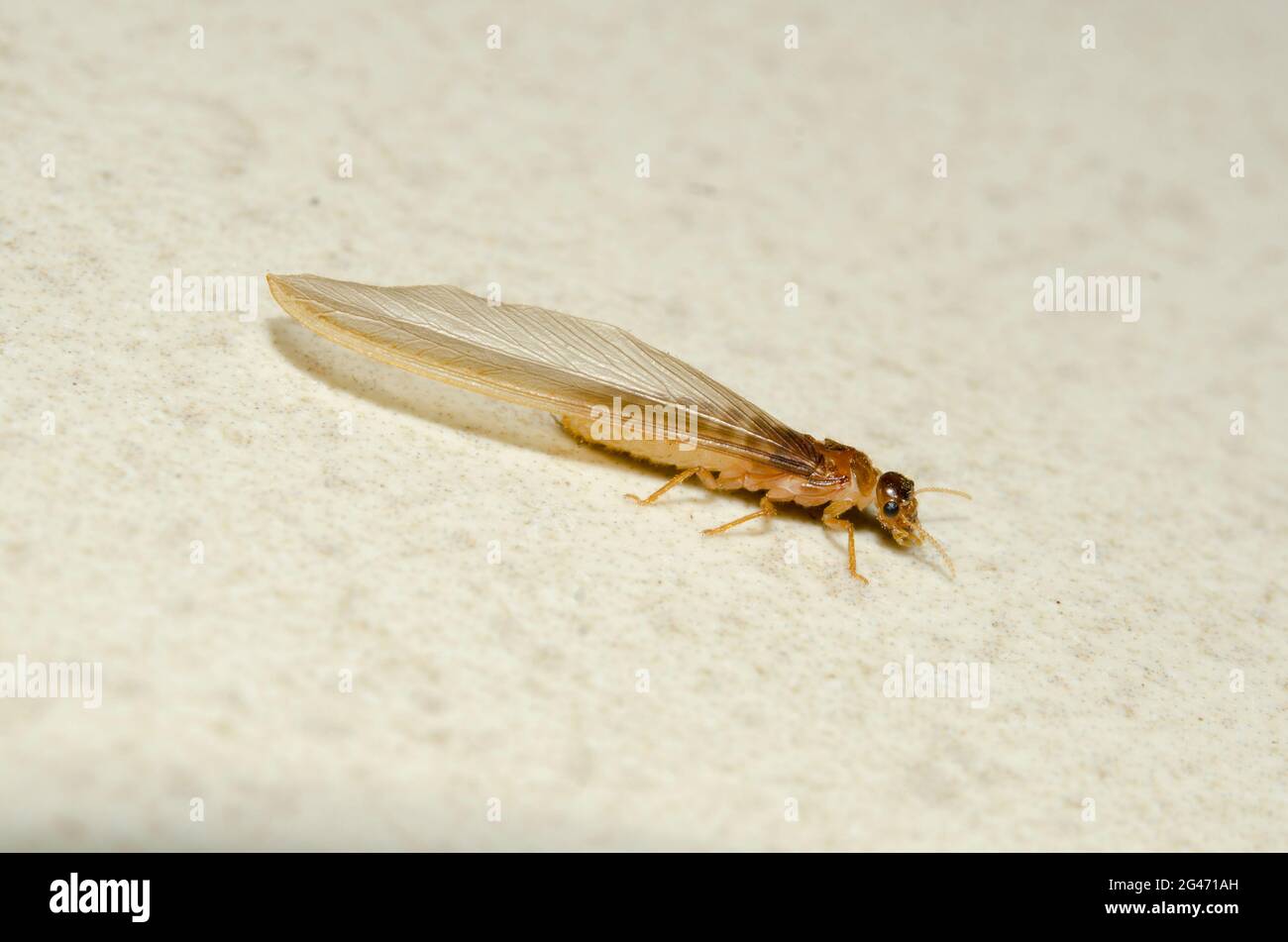 Driver ant hi-res stock photography and images - Alamy