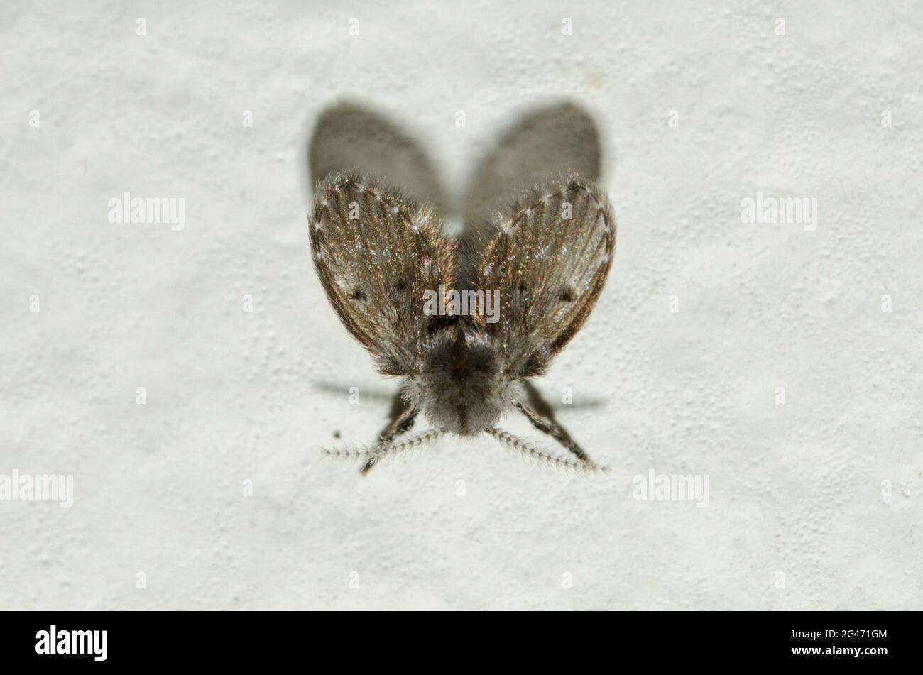 Psychodoidea hi-res stock photography and images - Alamy