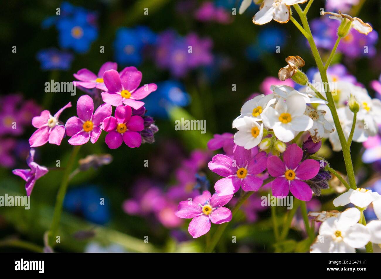 Myosotis of the alps hi-res stock photography and images - Alamy