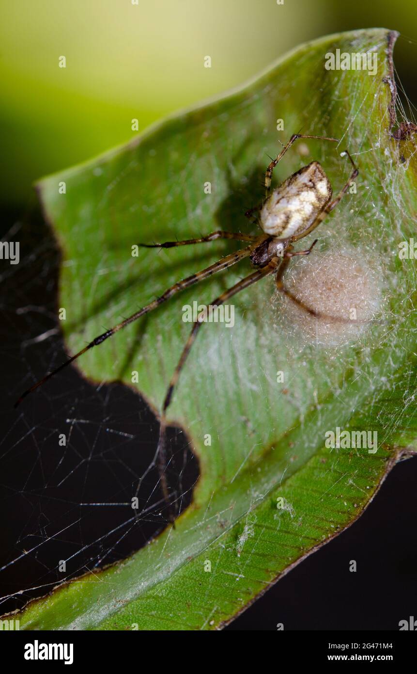 Long-jawed Orb-weaver Spider, Tylorida sp, with nest, Klungkung, Bali ...