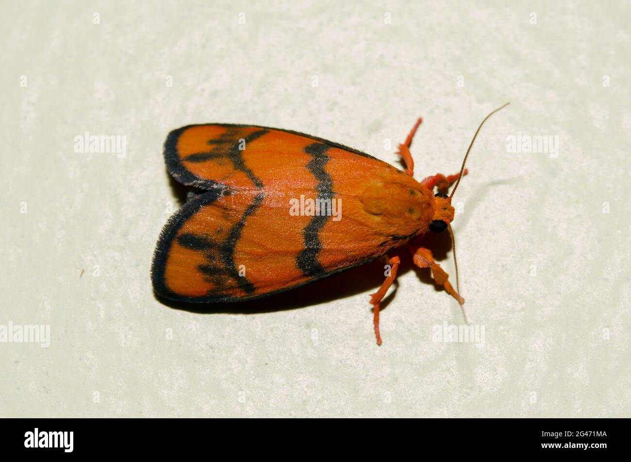 Barsine lineatus hi-res stock photography and images - Alamy