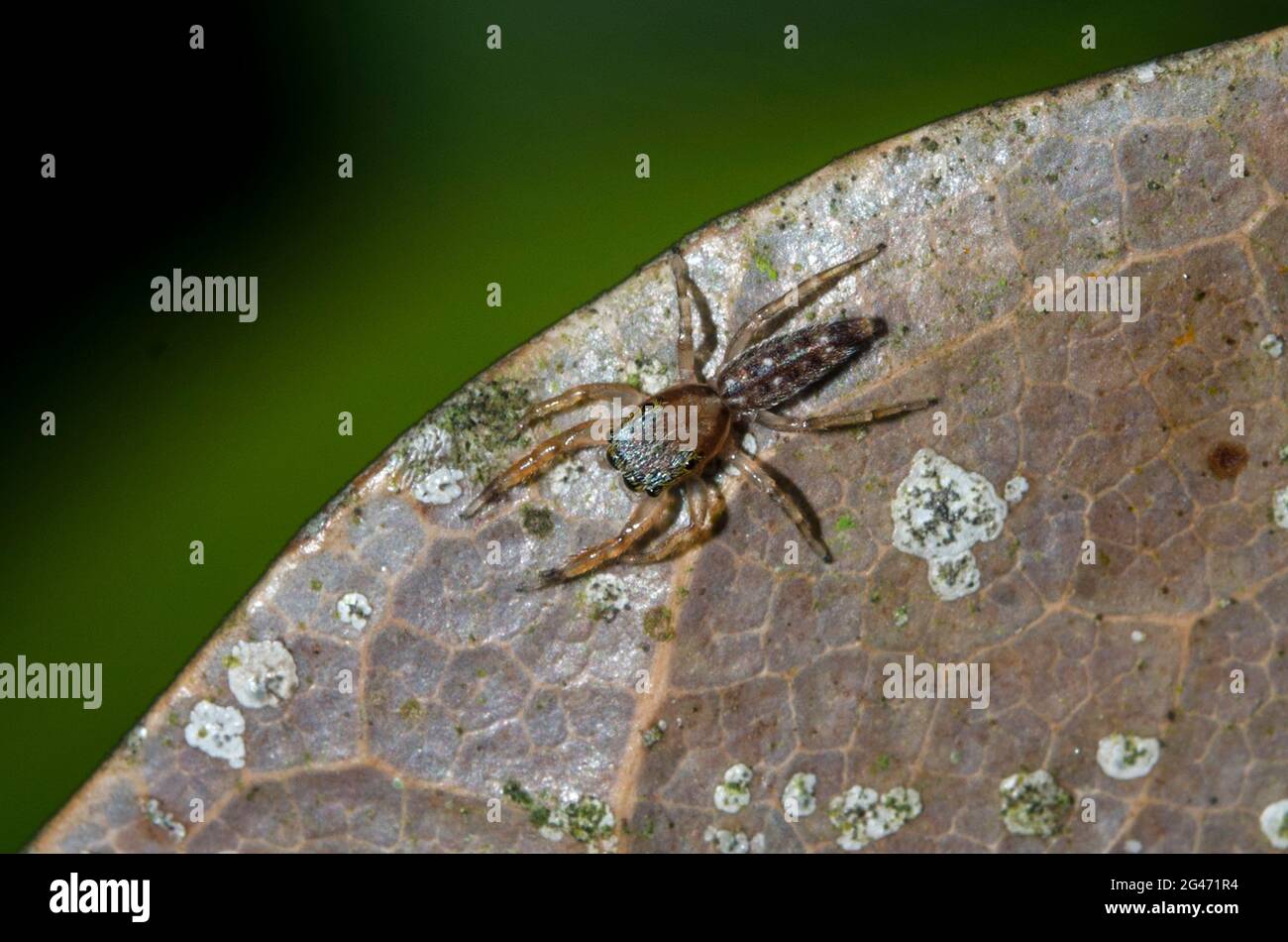 Jumping Spider, Bavia sp, on leaf, Klungkung, Bali, Indonesia Stock ...