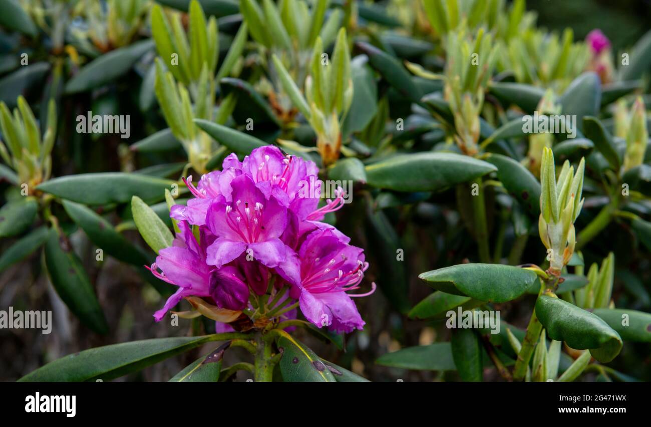 Flower cluster and emerging leaves of catawba rhododendron ...