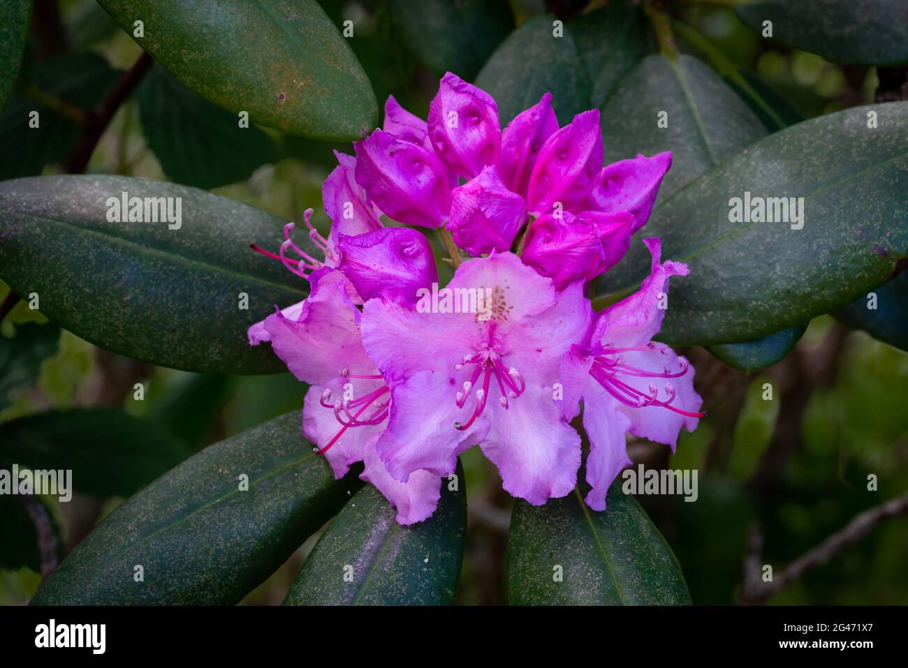 Catawba rhododendron rhododendron catawbiense hi-res stock photography ...