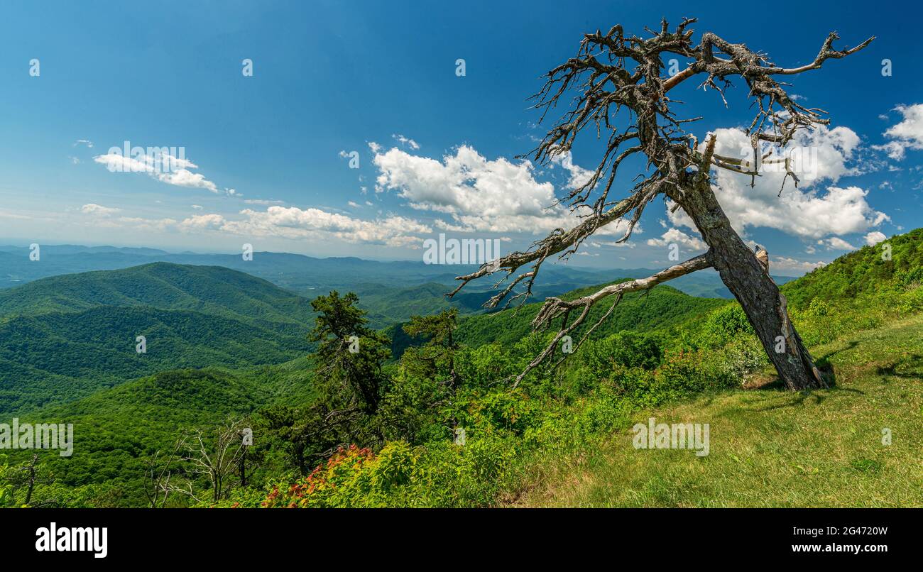 Dead tree overlooking Southern Appalachian Mountains in Virginia in mid ...
