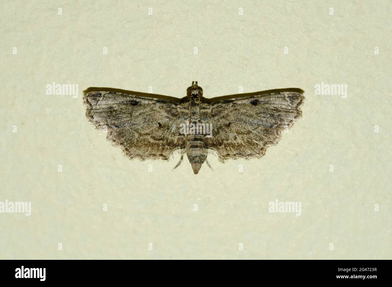 Geometridae hi-res stock photography and images - Alamy