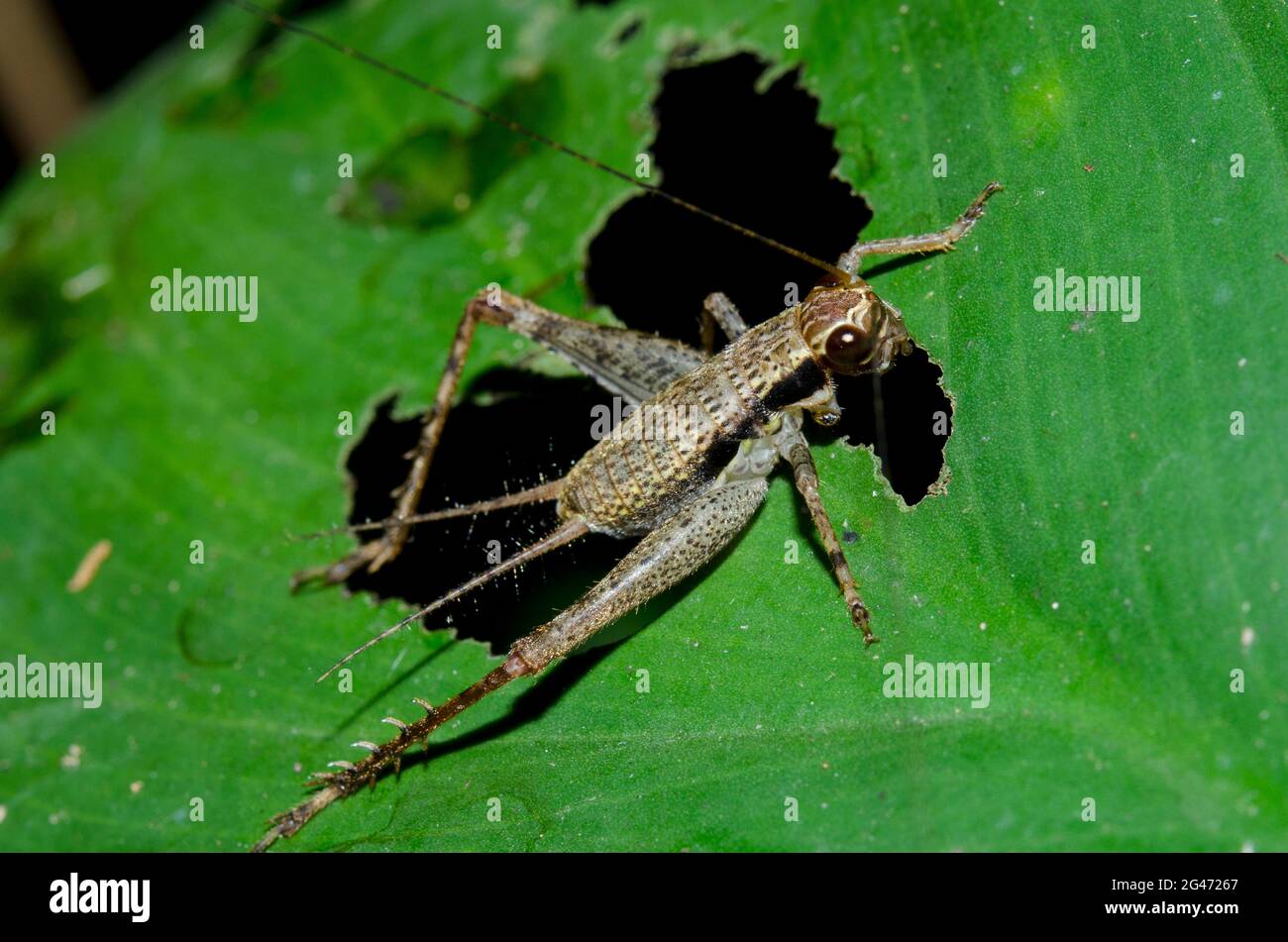 Cricket feeding hi-res stock photography and images - Alamy
