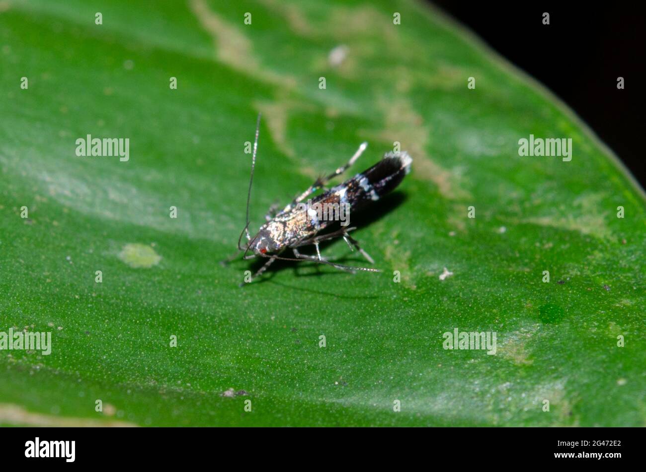 Shiny head standing moth hi-res stock photography and images - Alamy