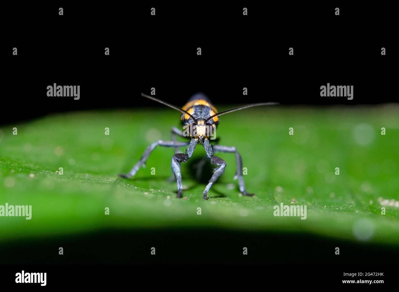 Orange Spotted Tiger Moth, Cerux sp, Klungkung, Bali, Indonesia Stock ...