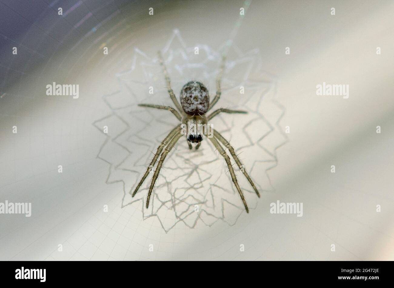 Juvenile Spider, Argiope sp, with lace-like patterned web stabilimentum ...