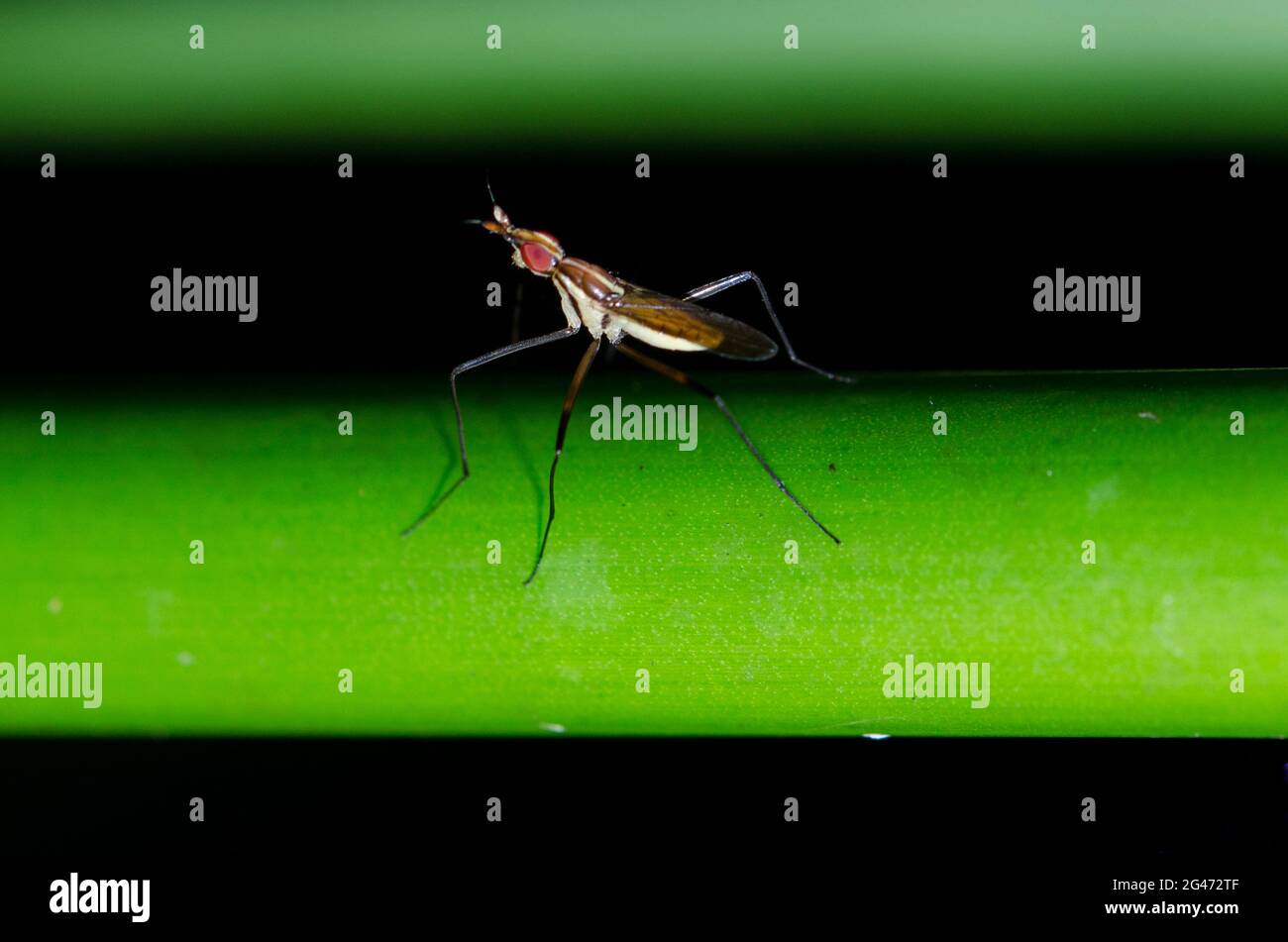 Banana-stalk Fly, Telostylinus lineolatus, on stem, Klungkung, Bali ...