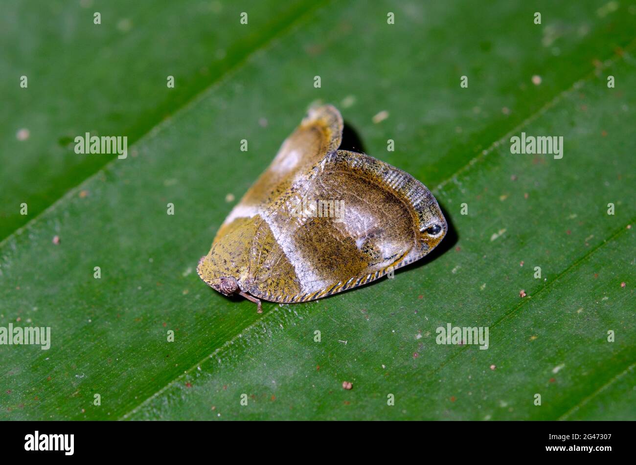 Ricaniid Planthopper, Ricaniidae Family, Klungkung, Bali, Indonesia ...