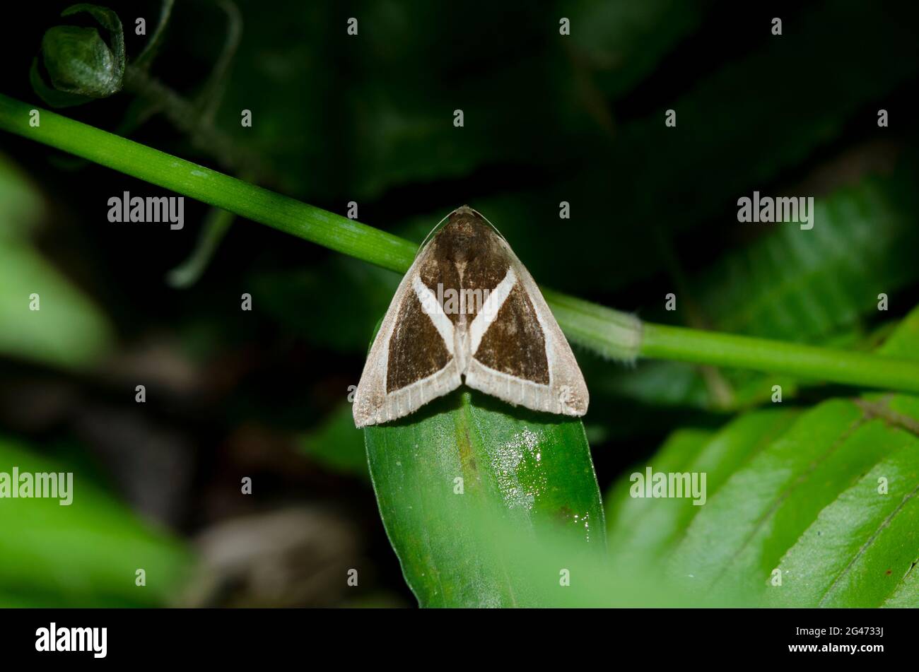 Chalciope mygdon hi-res stock photography and images - Alamy