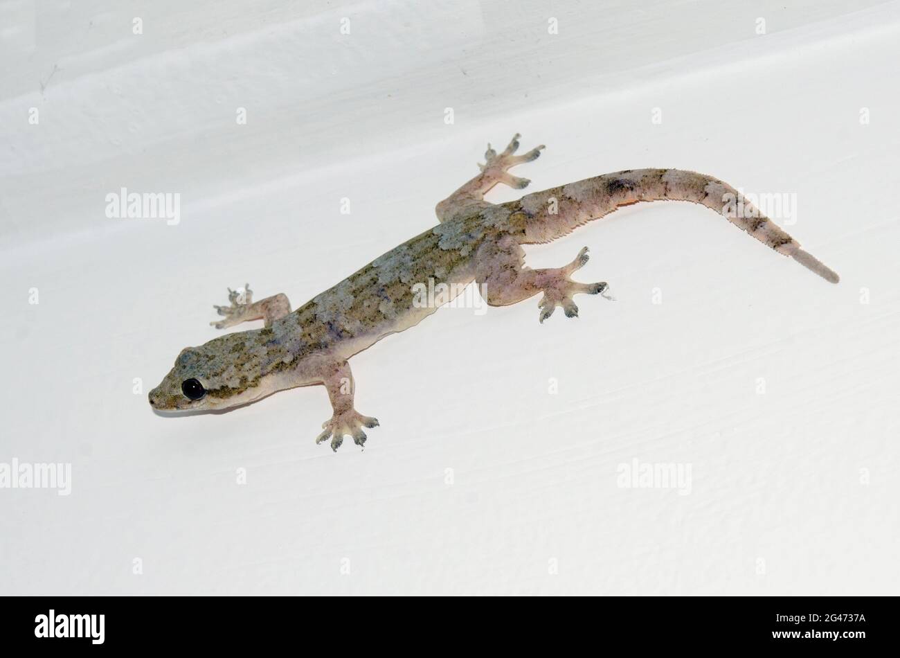 Asian House Gecko, Hemidactylus frenatus, Saba, Bali, Indonesia Stock ...