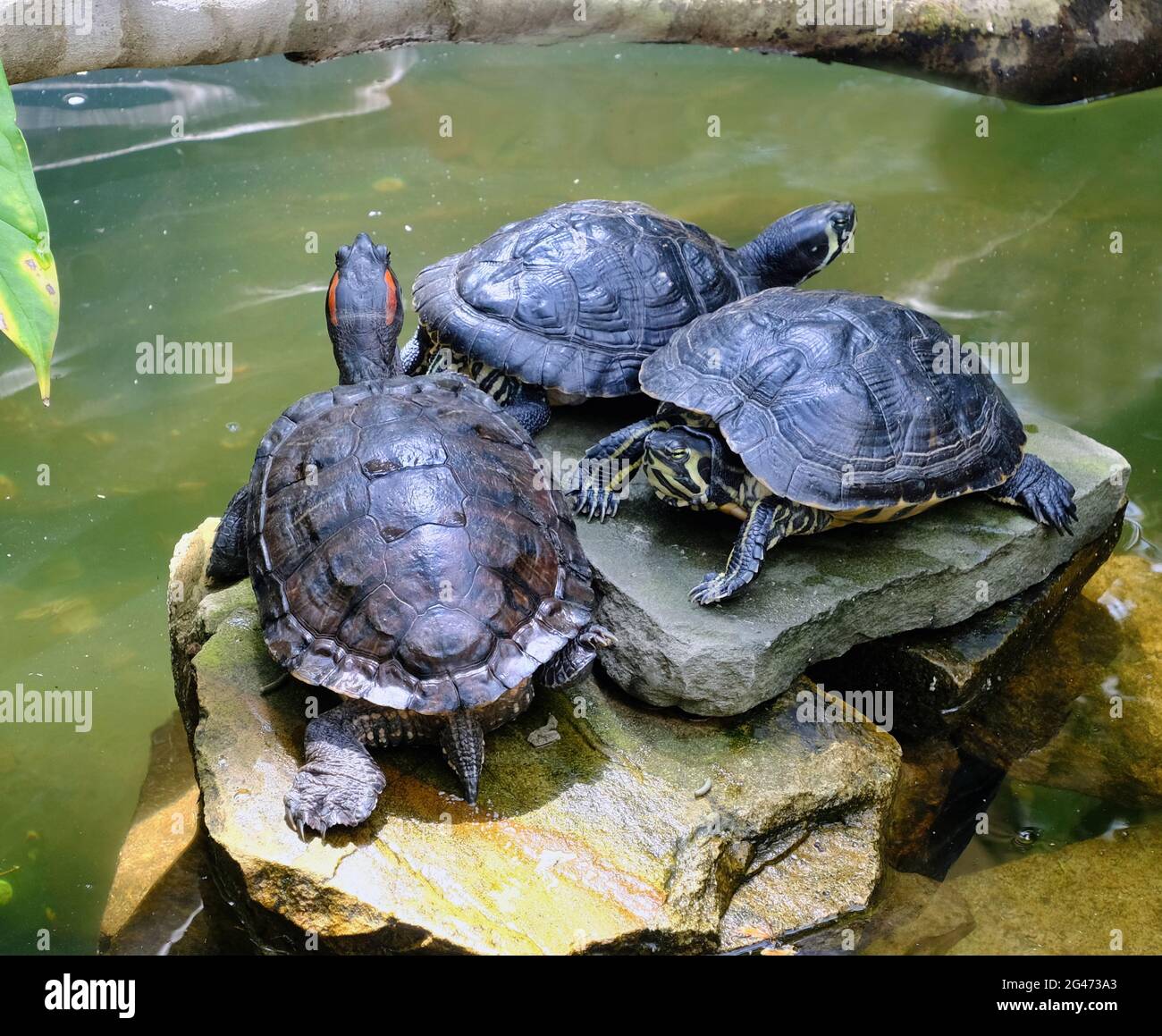 Sea turtles on rock hi-res stock photography and images - Alamy