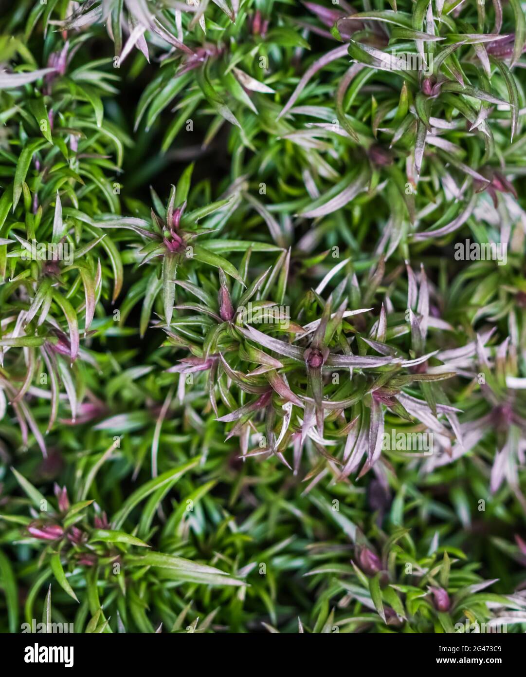 Creeping Phlox Leaves