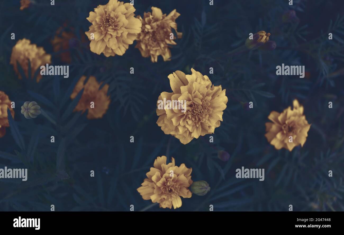 Beautiful delicate flowers. Romantic flower background. Nature ...