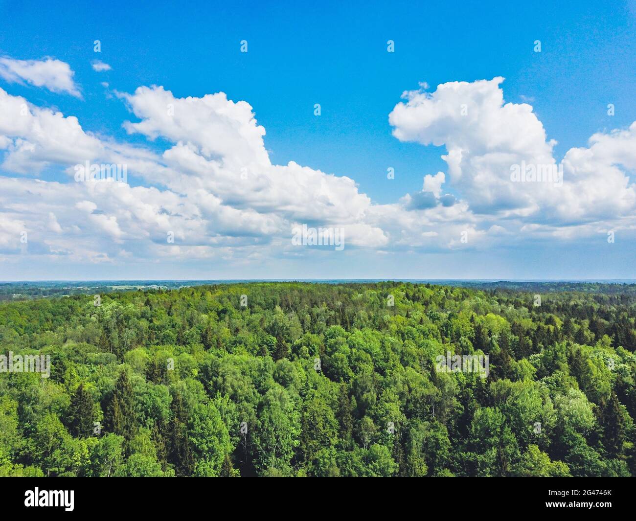 Ariel View of Sunlight in Trees of Green Summer Forest Stock Photo - Alamy