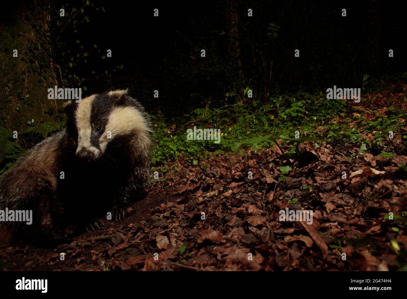 Badger in woodland Stock Photo - Alamy