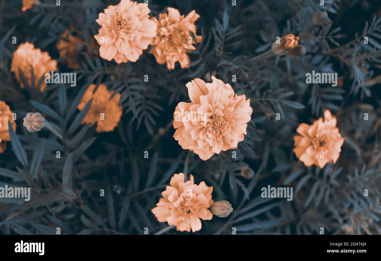 Beautiful delicate flowers. Romantic flower background. Nature ...