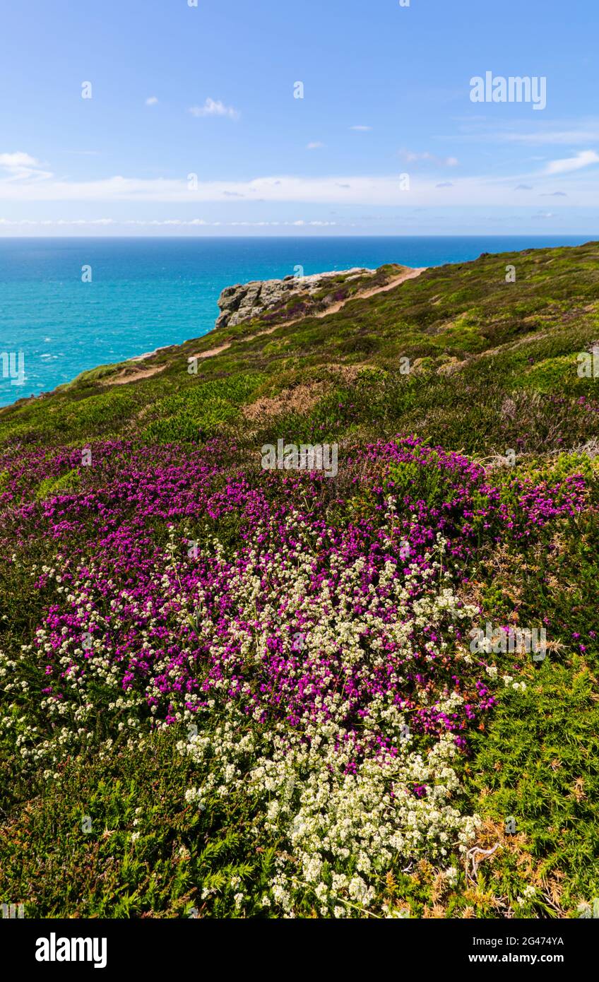 Heather at St Agnes Head Cornwall Stock Photo - Alamy