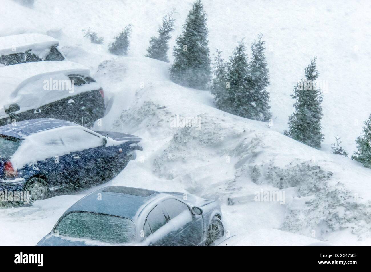 Snow-covered cars and trees during a snowstorm in winter Stock Photo ...